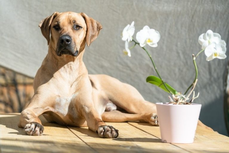 5 Incredible Rhodesian Ridgeback Colors & Patterns (With Pictures ...