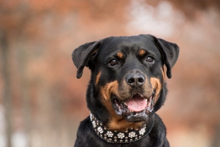 What Were Rottweilers Bred For? Breed History Explained | Hepper Pet ...