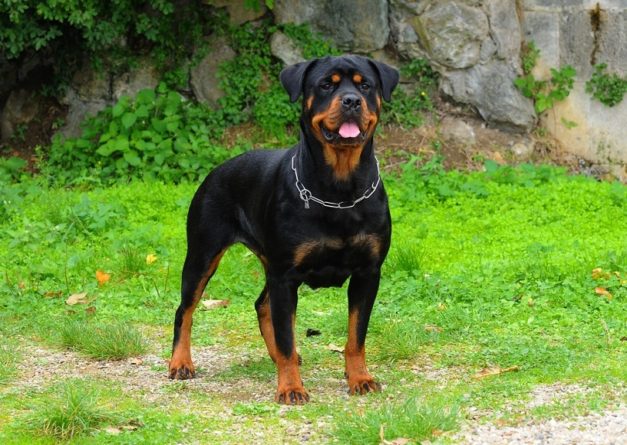 Rottweiler Growth & Weight Chart (Puppy to Adult) | Hepper Pet Resources