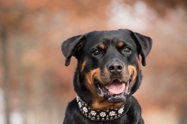 3 Types of Rottweiler Dog Breeds & Their Differences (With Info ...