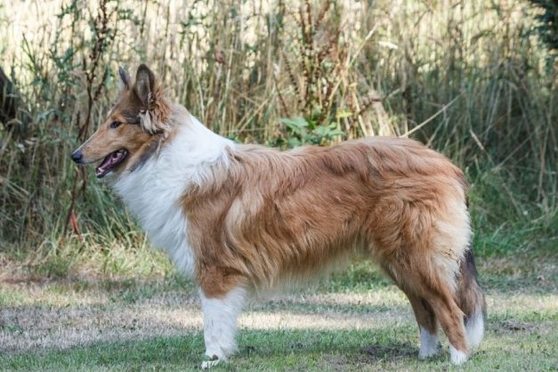 59 Dog Breeds That Start With C: Complete List (With Info & Pictures ...