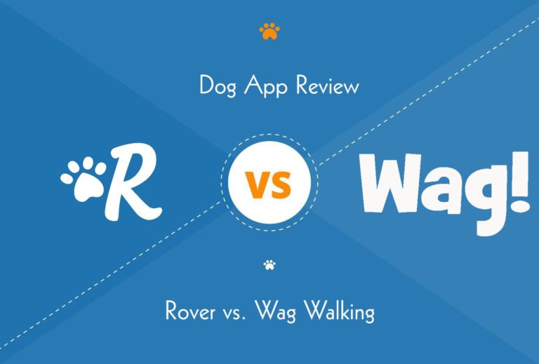 Rover vs Wag: Which Dog Walking App is Best in 2026? | Hepper Pet Resources