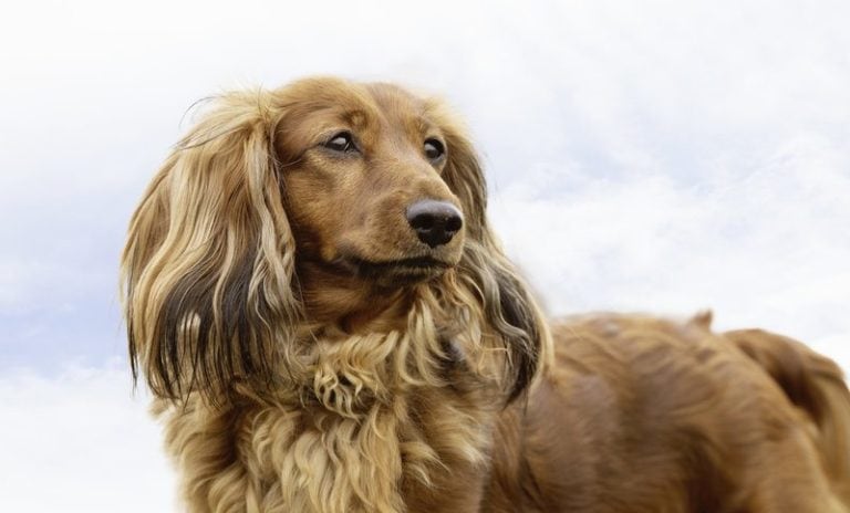 24 Most Popular Mixed Dog Breeds (With Info & Pictures) | Hepper Pet ...