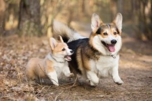 9 Corgi Colors & Markings (With Pictures) | Hepper Pet Resources