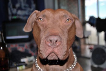 7 Dog Personality Types: Which One Is Your Dog? | Hepper Pet Resources