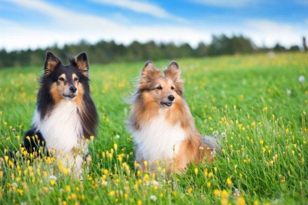 6 Shetland Sheepdog Colors & Patterns (With Pictures) | Hepper Pet ...