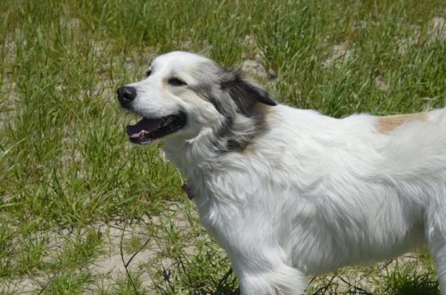 12 Great Pyrenees Mixes: Info, Pictures, Facts & History | Hepper Pet ...