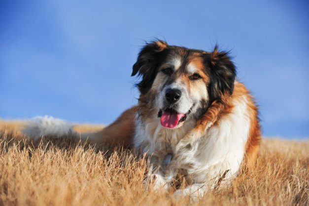 12 Great Pyrenees Mixes: Info, Pictures, Facts & History | Hepper Pet ...