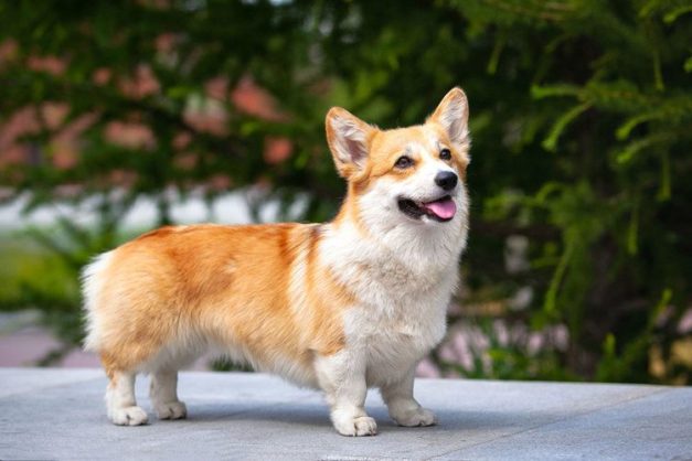40 Corgi Mixed Breeds (With Info & Pictures) | Hepper Pet Resources