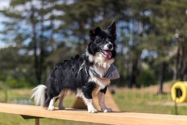 How Much Exercise Do Border Collies Need? Vet Approved Guide | Hepper ...
