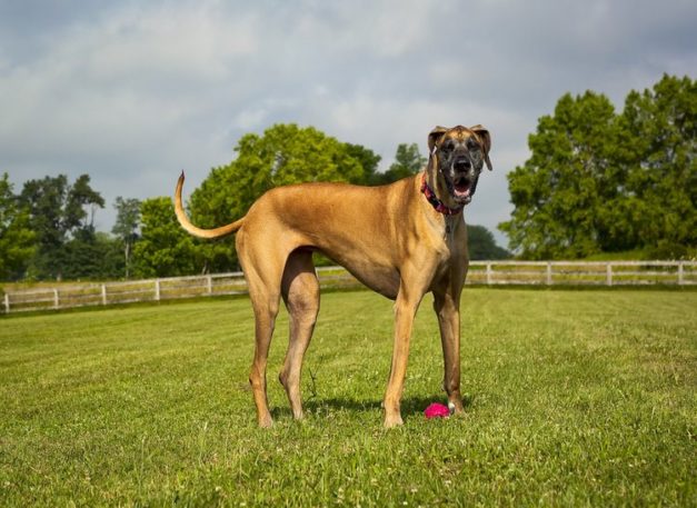 How Long Do Great Danes Live? Average Lifespan, Data & Care Guide ...