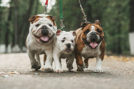 Bulldog | Dog Breed Info: Pictures, Characteristics & Facts | Hepper ...