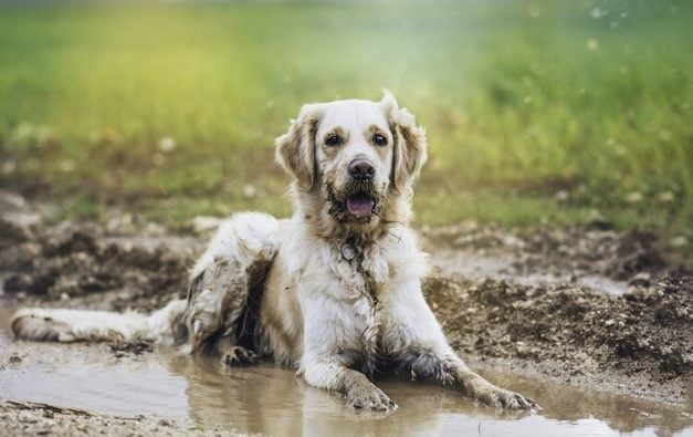 Why Do Dogs Like Mud? Canine Behavior Explained | Hepper Pet Resources