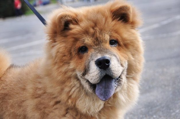 How Much Does a Chow Chow Cost? (Price Guide 2025) | Hepper Pet Resources