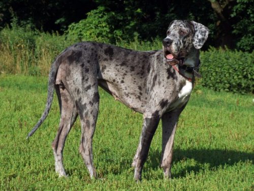How Long Do Great Danes Live? Average Lifespan, Data & Care Guide ...