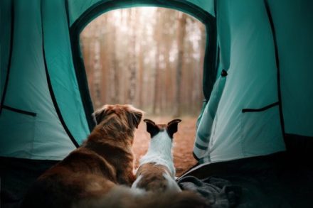 10 Best Dog Tents for Camping in 2026 - Reviews & Top Picks | Hepper ...