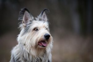20 New Dog Breeds Recognized by the AKC: 2025 Update (With Pictures ...