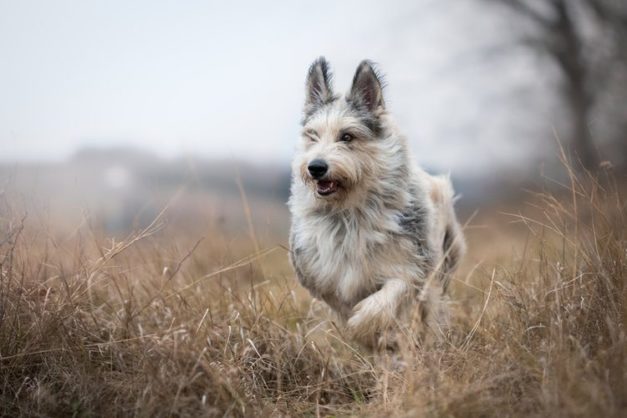 12 French Dog Breeds: Info, Pictures & Origins | Hepper Pet Resources