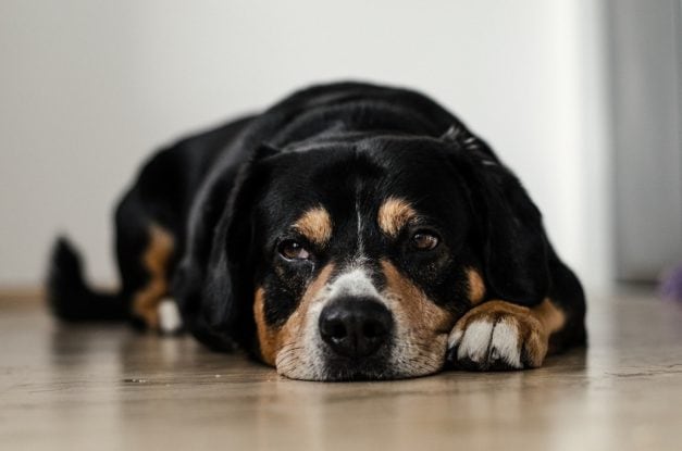 How Long Do Dogs Grieve the Loss of Their Owner? What Science Says ...
