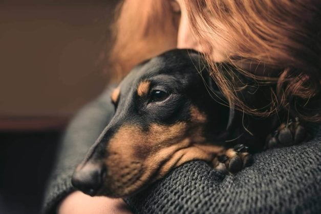 10 Common Dachshund Health Issues: Symptoms, Treatment & Prevention ...