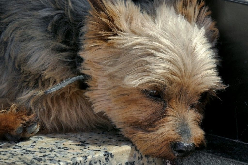 Do Dogs Grieve? Vet Approved Facts, Signs & Ways to Help | Hepper Pet ...