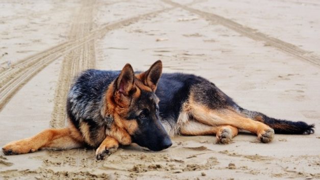 Why Do German Shepherds Whine? 7 Reasons & How to Stop It | Hepper Pet ...