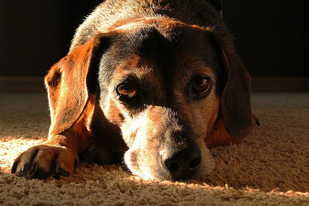 The 17 Cleanest Dog Breeds (with Info & Pictures) | Hepper Pet Resources