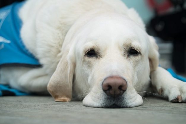 Can Dogs Suffer From Mental Illness? Vet-Reviewed Canine Behavioral ...
