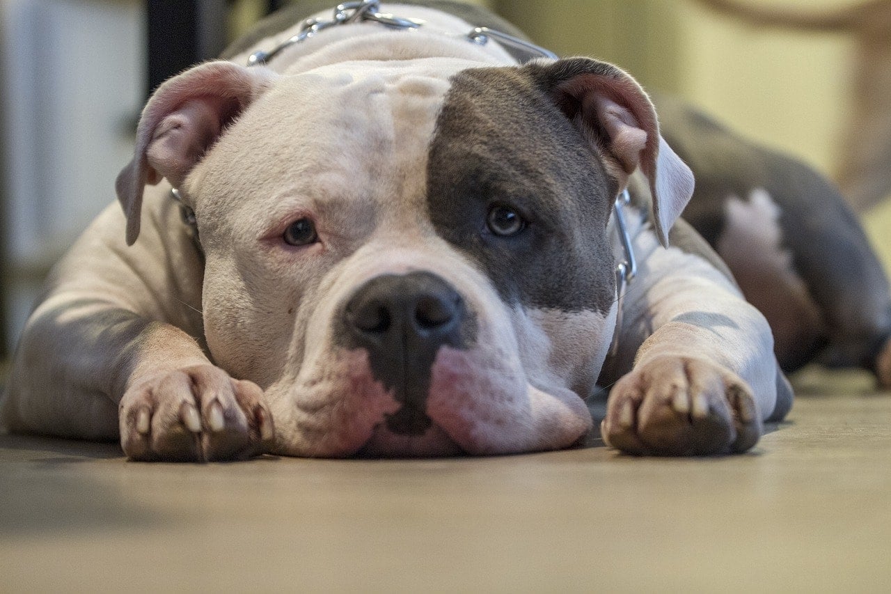 When Do Pitbulls Go into Heat? Stages & Signs to Watch For | Hepper Pet ...