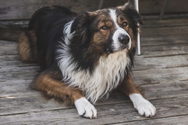 Are Border Collies Aggressive? Triggers & FAQ | Hepper Pet Resources