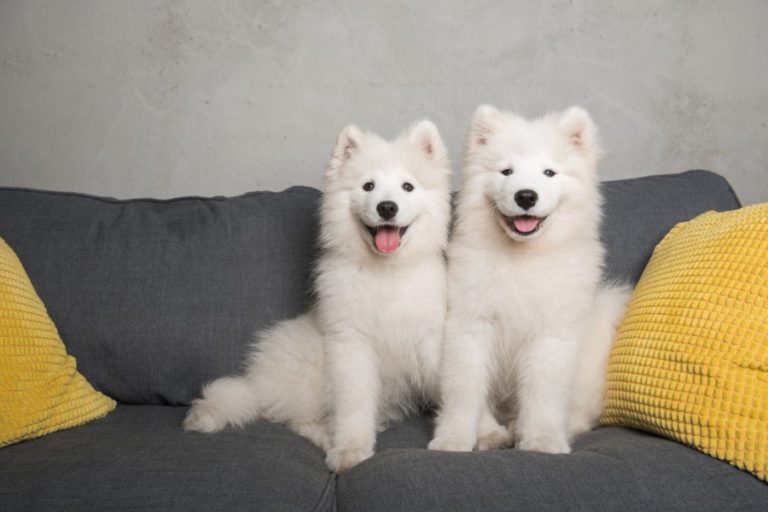 When Do Dogs Stop Growing? Growth by Breed Size Explained | Hepper Pet ...