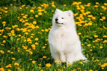 Are Samoyeds Hypoallergenic? Facts & FAQ | Hepper Pet Resources