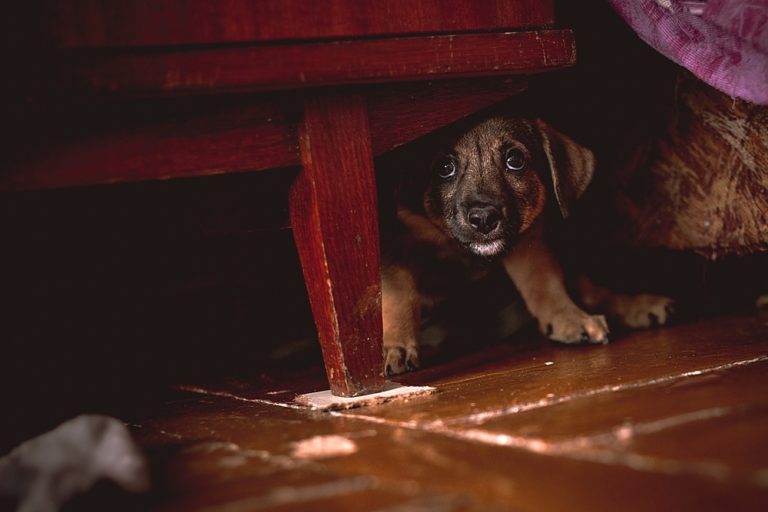 Why Is My Puppy So Aggressive? 5 Typical Reasons | Hepper Pet Resources