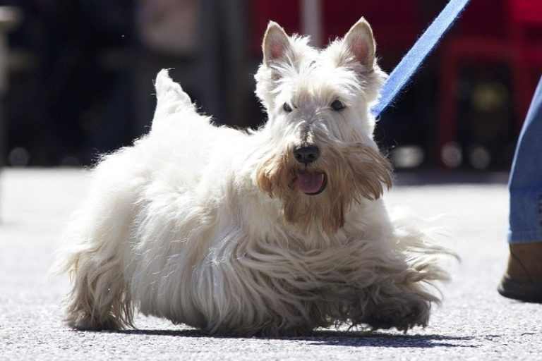 5 Different Types of Scottish Terriers (With Info & Pictures) | Hepper ...