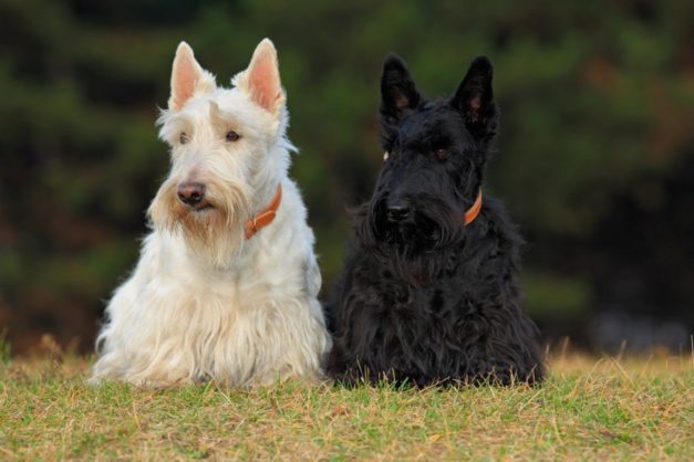 10 Scottish Terrier Mixes (With Pictures) | Hepper Pet Resources