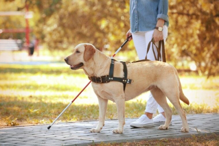 What Is the Cost of a Service Dog? 2025 Price Guide | Hepper Pet Resources