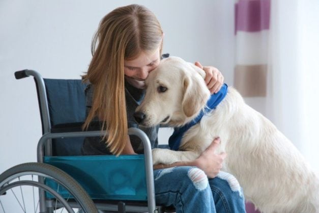 10 Jobs That Dogs Can Do: Canine Support Roles (With Pictures) | Hepper ...