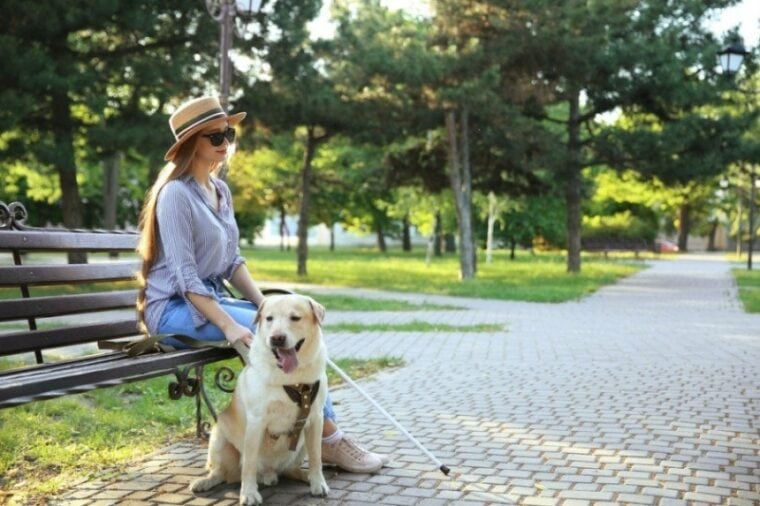 12 Incredible Guide Dog Facts You Might Not Know | Hepper Pet Resources