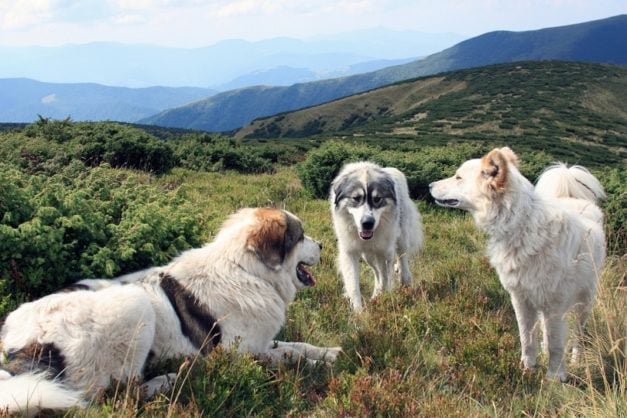 4 Romanian Dog Breeds (With Info & Pictures) | Hepper Pet Resources