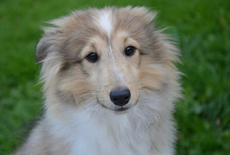 Shetland Sheepdog Breed Info: Pictures, Personality & Facts | Hepper ...