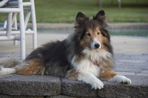 425 Cool Names for Shetland Sheepdogs: Ideas for Family Dogs | Hepper ...