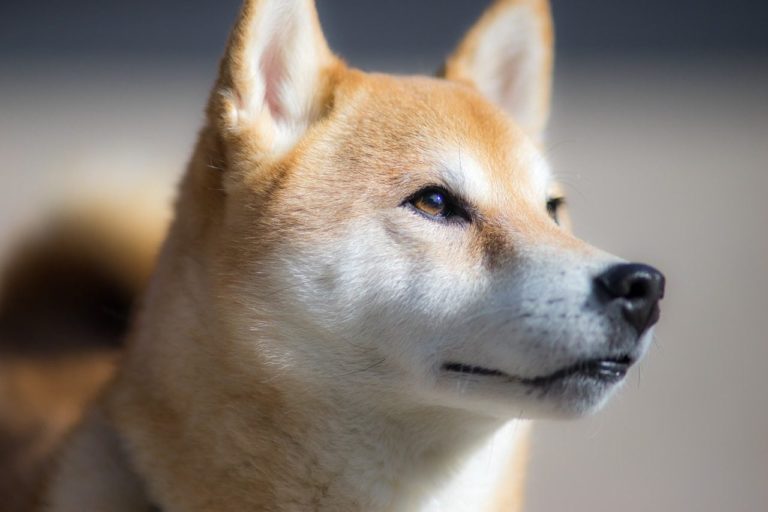 15 Incredible Shiba Inu Facts That You Should Know Today! | Hepper Pet ... 15 Incredible Shiba Inu Facts That You Should Know Today! | Hepper Pet ...