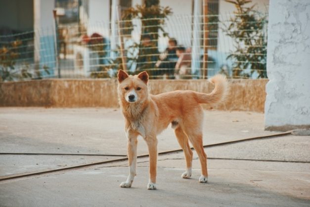 How Big Do Shiba Inus Get? Average Growth & Weight Chart | Hepper Pet ...