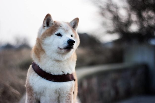 15 Incredible Shiba Inu Facts That You Should Know Today! | Hepper Pet ...