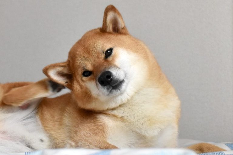 8 Common Shiba Inu Health Problems: Our Vet Explains | Hepper Pet Resources