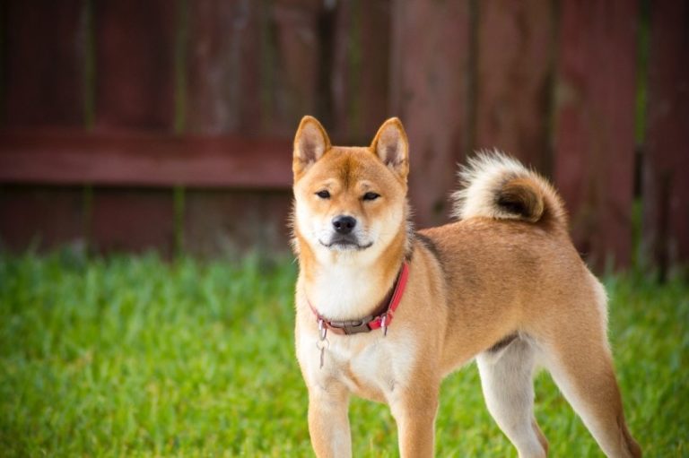 Are Shiba Inus Aggressive? 4 Ways to Prevent Aggressive Behavior ...