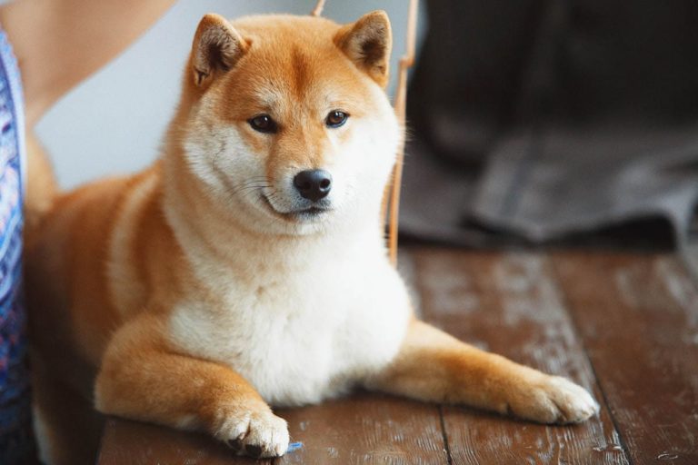 How Much Do Shiba Inus Shed? Grooming Requirements & Tips | Hepper Pet ...