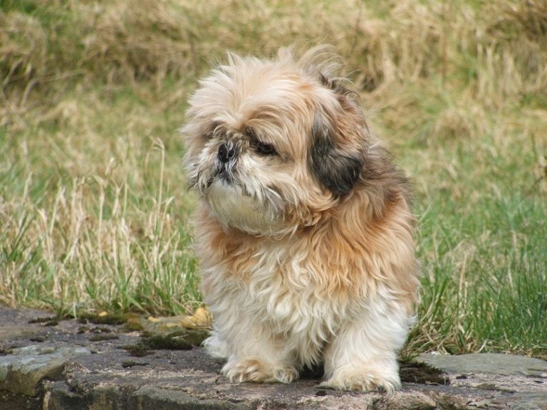 Are Shih Tzus Aggressive? Breed Temperament Facts | Hepper Pet Resources