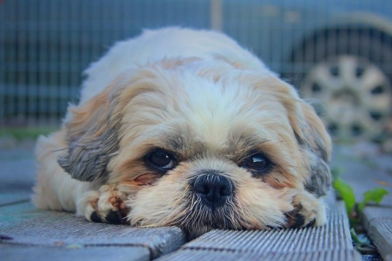 13 Vet-Verified Common Shih Tzu Health Issues to Watch Out For ...