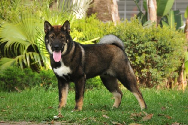 6 Japanese Dog Breeds Native to the Islands (With Info & Pictures ...